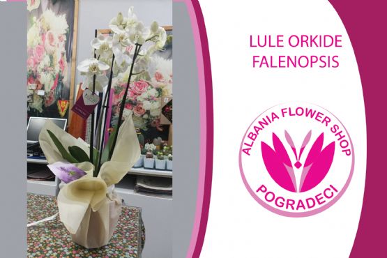 Oferta Lule Orkide Falenopsis Phalaenopsis ngjyra e verdhe nga Albania ...