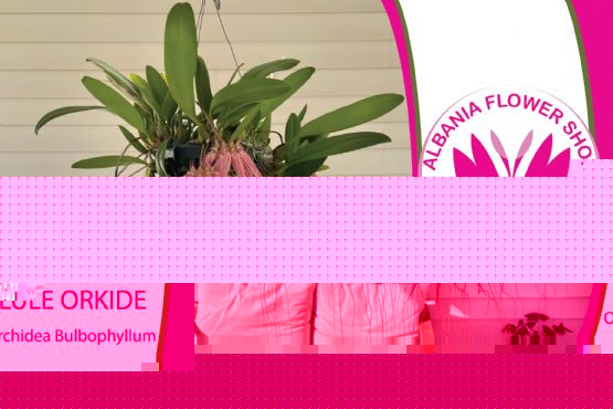 Oferta Lule Orchidea Bulbophyllum nga Albania Flower Shop POGRADECI nga ...